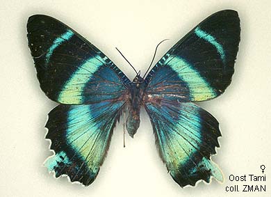 Papua Insects Foundation (Lepidoptera/Uraniidae/Uraniinae/Alcides ...